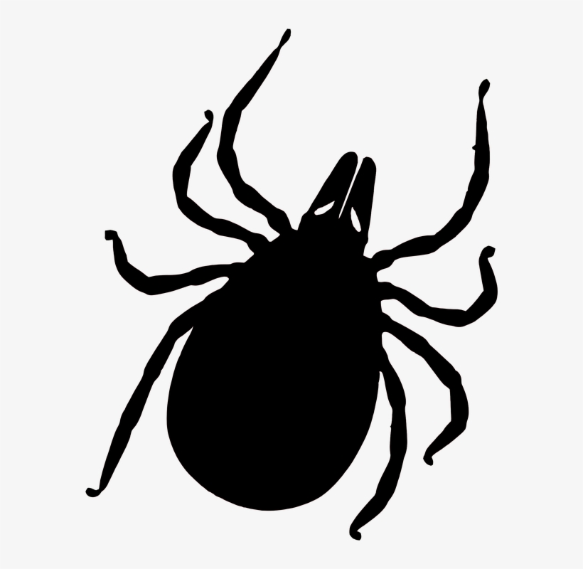Tick Insect Png - Clip Art Mosquito And Tick - 580x720 PNG Download ...