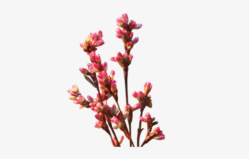 Crape Myrtle - 450x441 PNG Download - PNGkit
