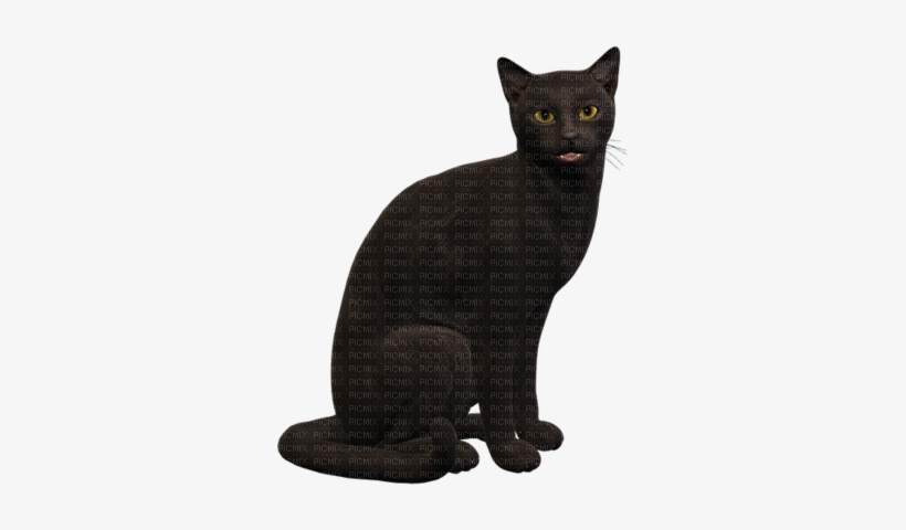 Download Transparent Chat Noir - .net - PNGkit
