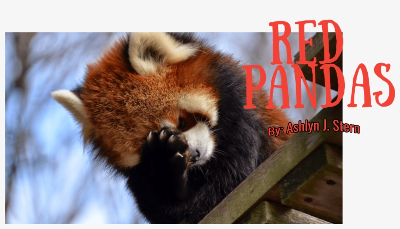 Red, White - Population Of Red Pandas 2017 - 2048x1100 PNG Download ...