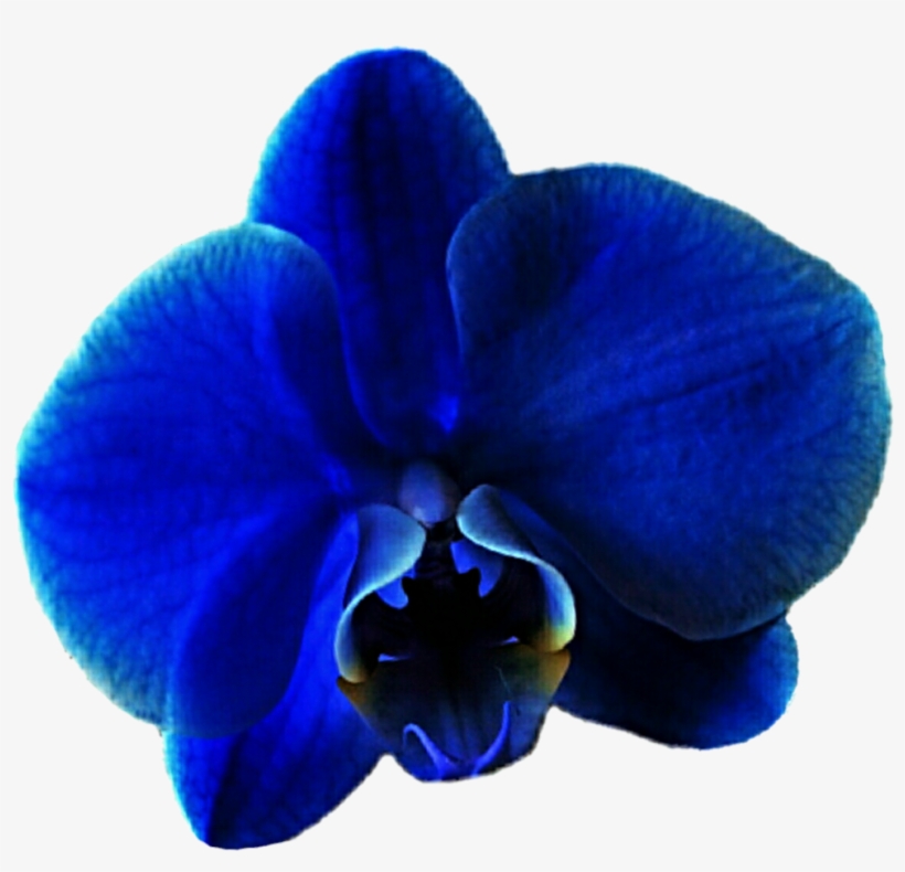 Blue - 1024x928 PNG Download - PNGkit