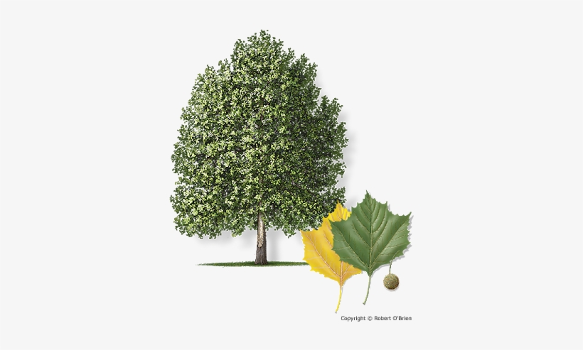 Download Transparent The Mexican Sycamore Has Been A Popular Planting ...