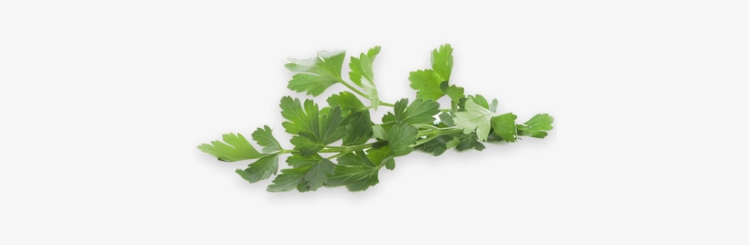 Flat Parsley - Transparent Parsley - 400x300 PNG Download - PNGkit