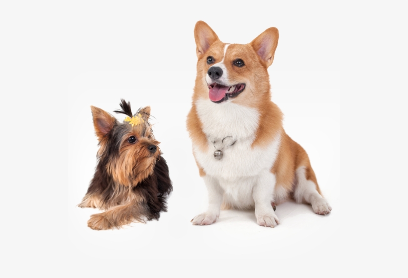 Go To Image - Happy Dog Transparent - 546x487 PNG Download - PNGkit