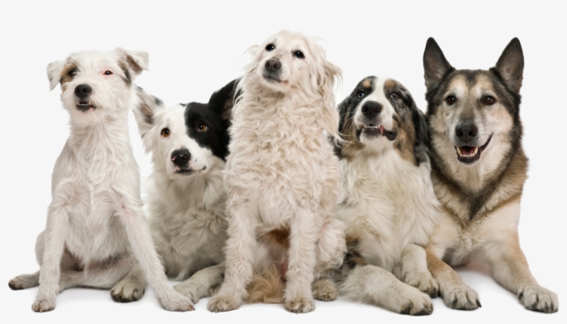 Happy Dogs Png Image - Pack Of Dogs Png - 1024x583 PNG Download - PNGkit