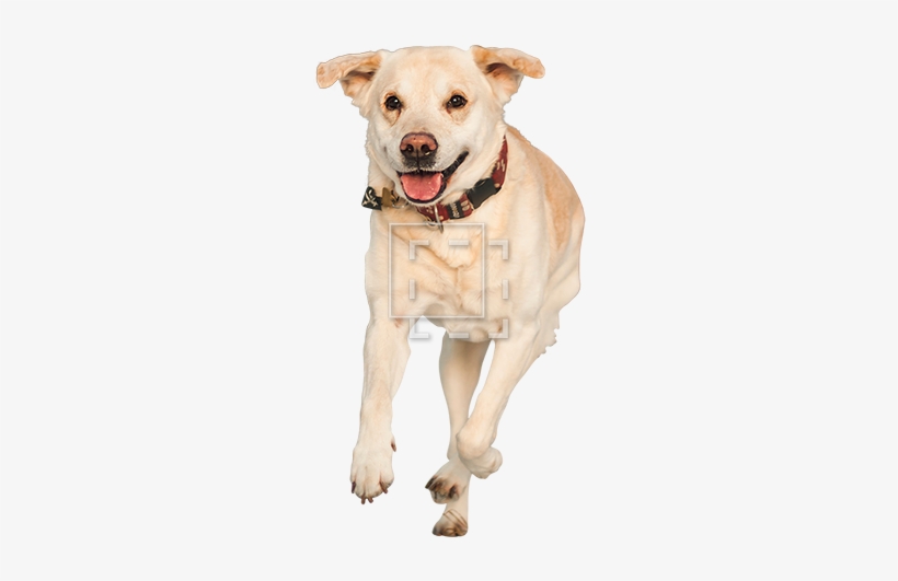 Happy Yellow Dog - Dog - 450x450 PNG Download - PNGkit