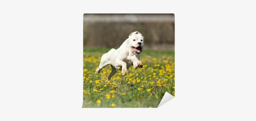 Running Dogo Argentino - 400x400 PNG Download - PNGkit