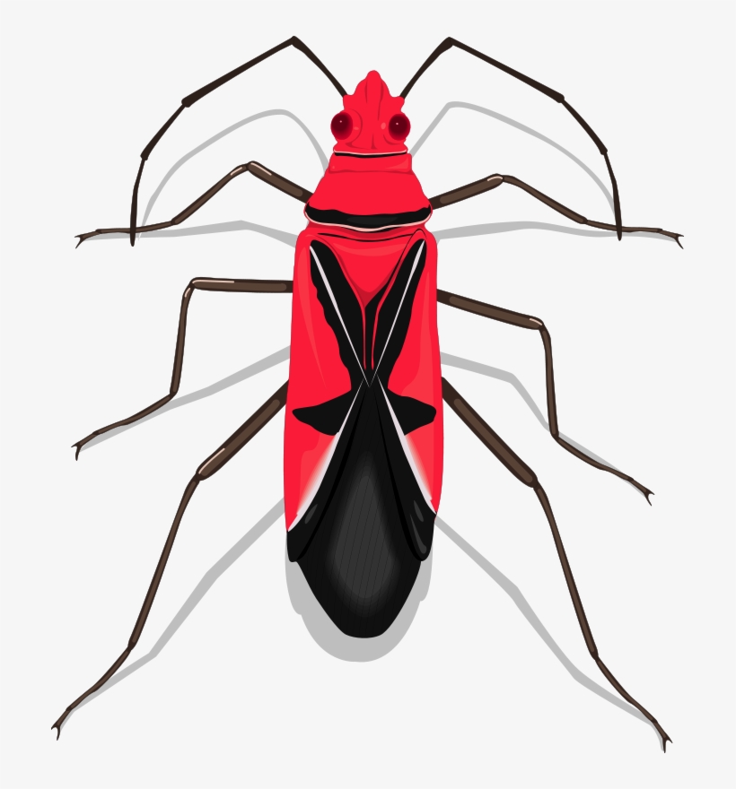 Free Vector Insect - Assorted Bugs - 705x800 PNG Download - PNGkit