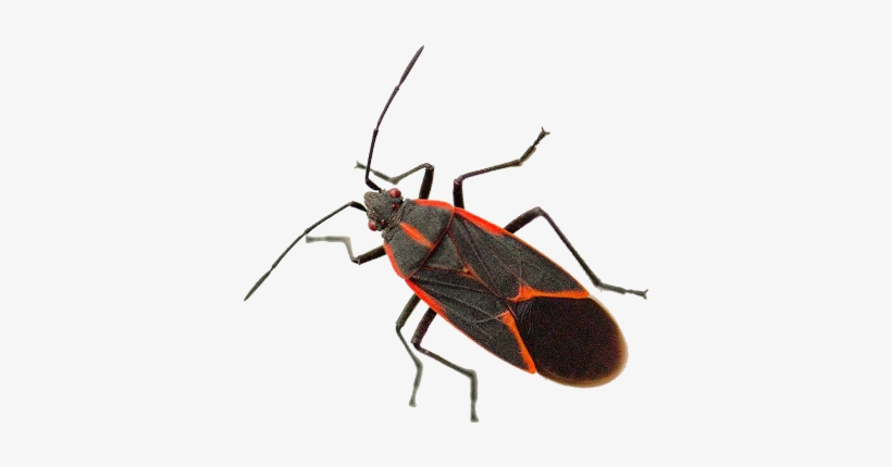 Bug Legs Png Clip Art Free - Boxelder Bug Png - 400x400 PNG Download ...