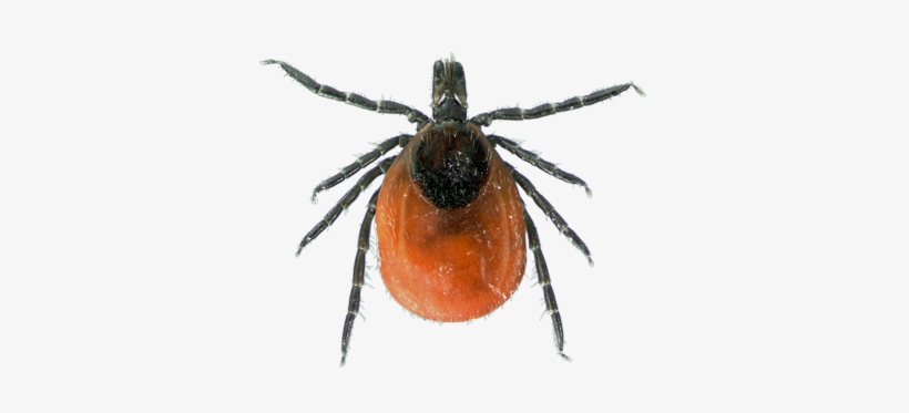 Bugs Transparent Insect - Tick Bug Png - 450x300 PNG Download - PNGkit