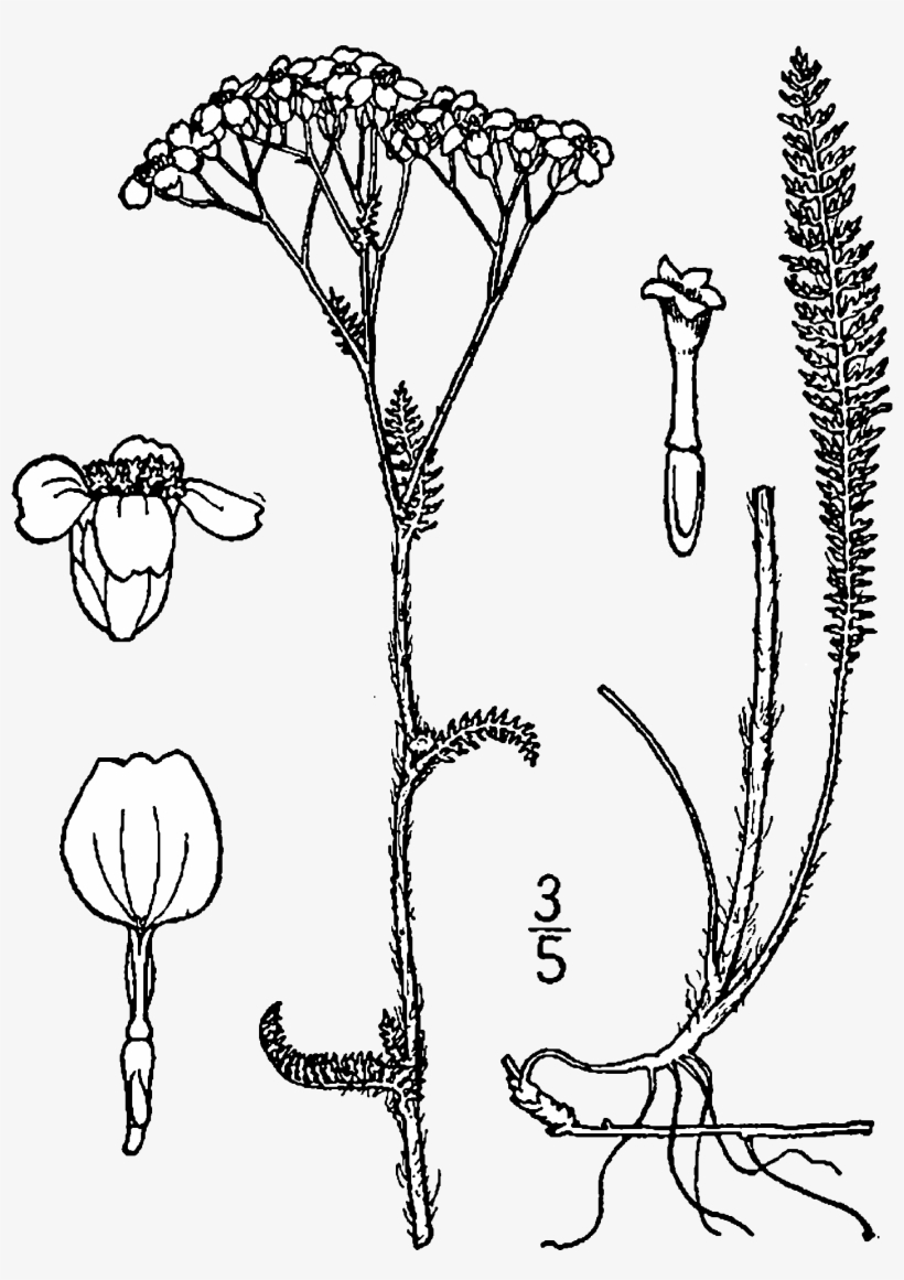 Achillea Millefolium Occidentalis Drawing - Yarrow Drawing - 1497x2000 ...