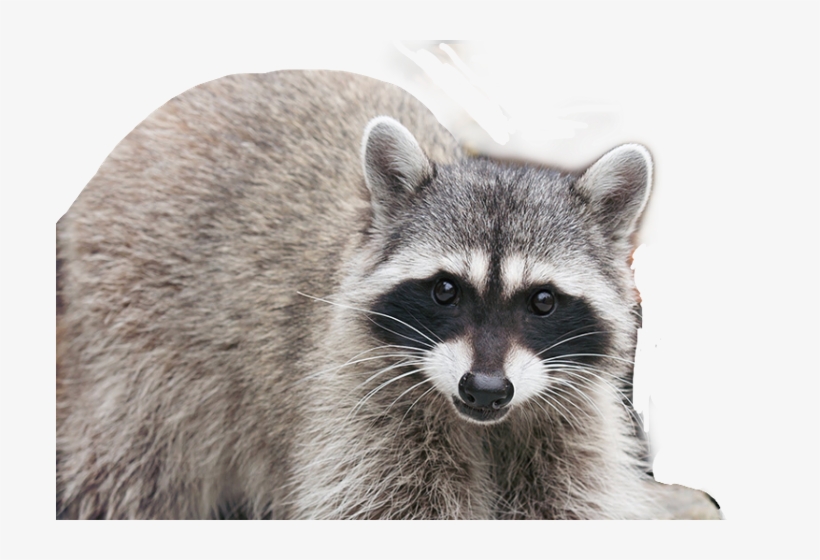 Animals In Wa - 707x480 PNG Download - PNGkit