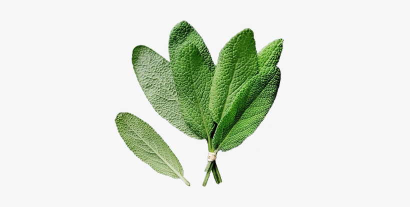 Sage - Sage Png - 400x414 PNG Download - PNGkit