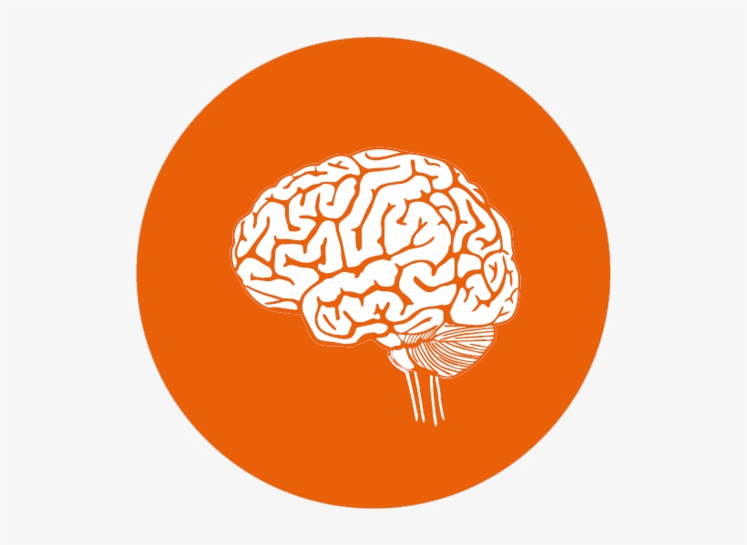 Download Transparent Outline Picture Of Human Brain - PNGkit