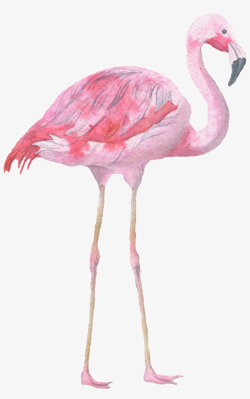 Pink Flamingo Watercolor Transparent Decorative Pattern - Flamingo ...
