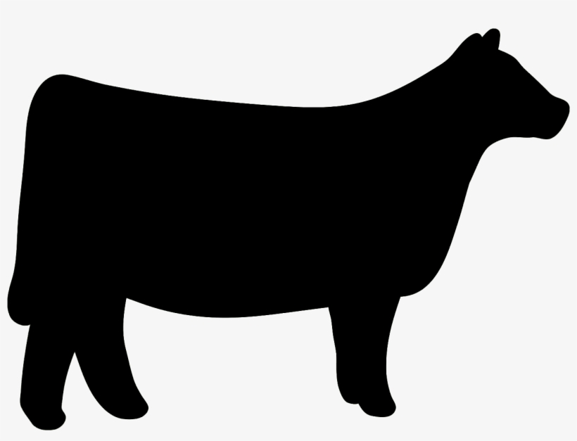 Cow Clipart Heifer - Show Heifer Clip Art - 1349x966 PNG Download - PNGkit