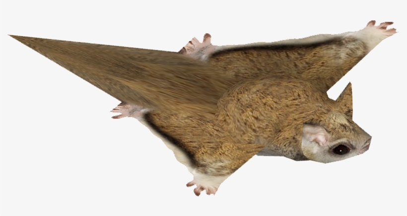 Northern Flying Squirrel - Punxsutawney Phil - 790x790 PNG Download ...