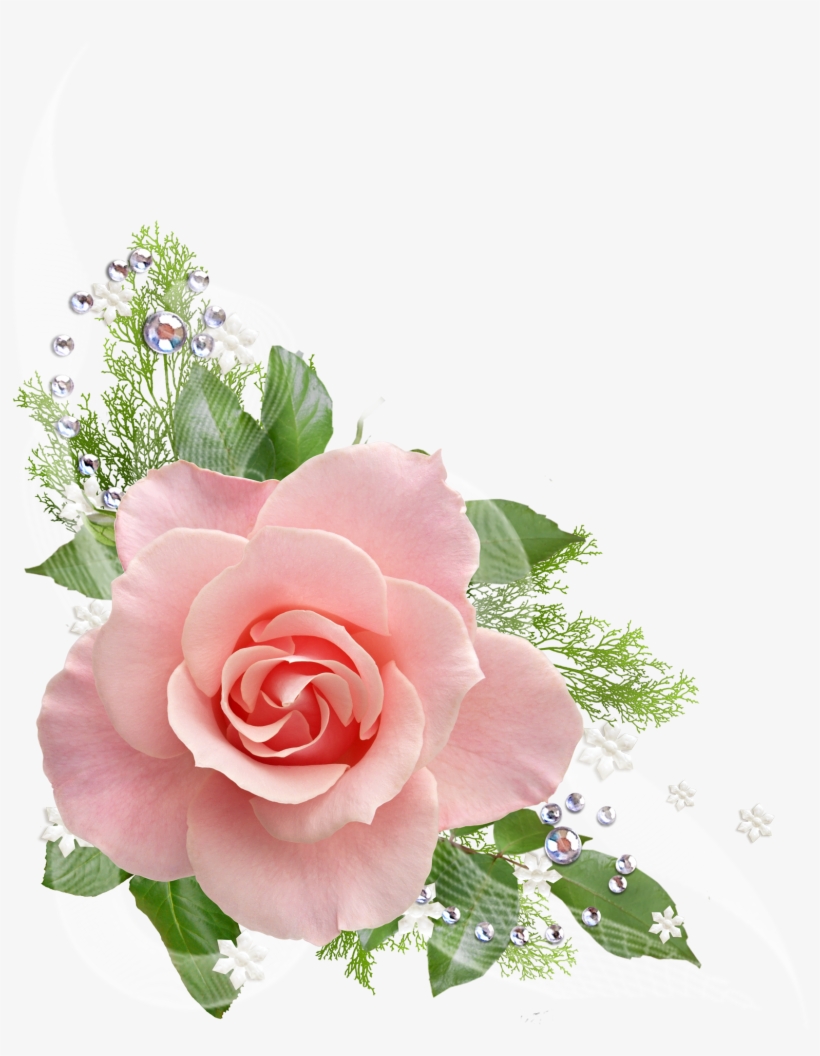 Single Pink Rose Png - Pink Roses Transparent Background - 1774x1998 ...