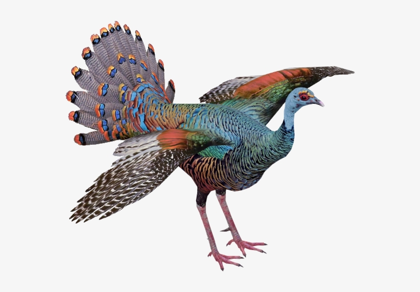 Download Transparent Ocellated Turkey - Wiki - PNGkit
