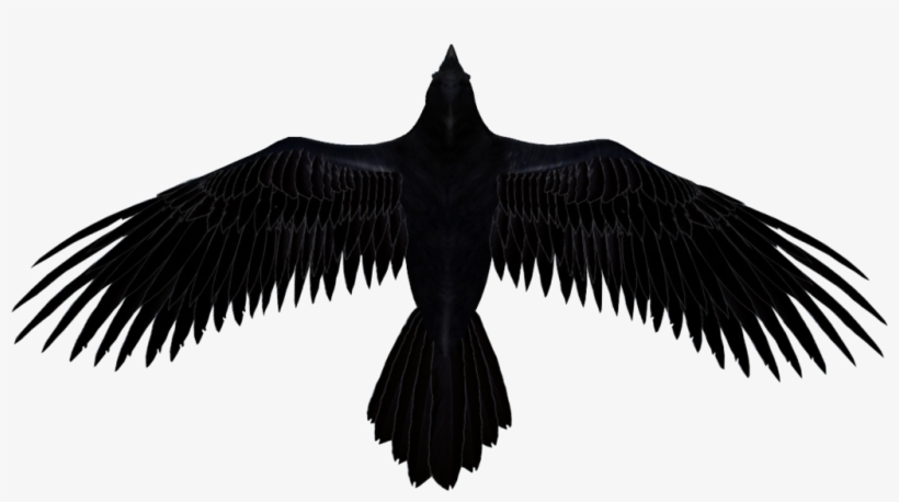 Raven - Transparent Background Raven Png - 1024x523 PNG Download - PNGkit