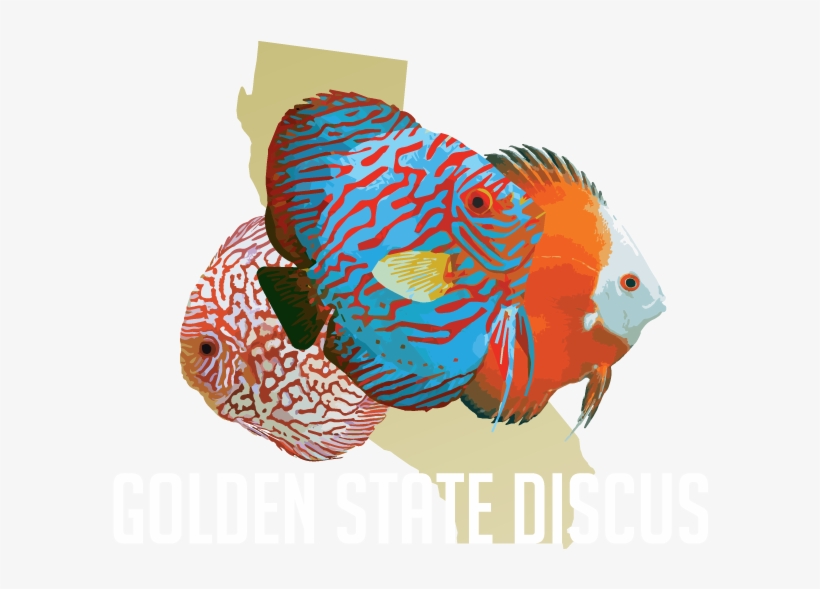 Golden State Discus - Discuss Fish Transparent Png - 614x516 PNG ...