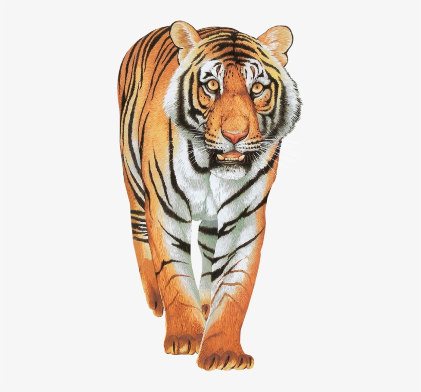 Tiger Clipart Png - Tiger Walking Images Png - 364x683 PNG Download ...
