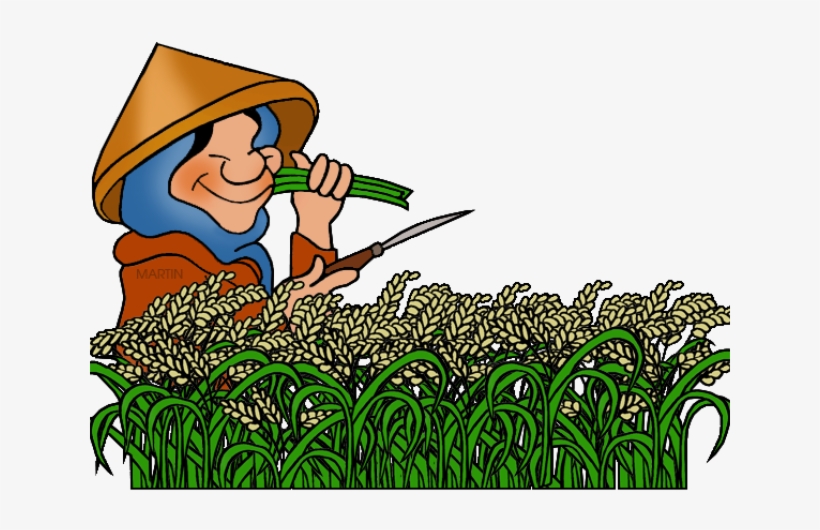 Rice Crop Clipart Png