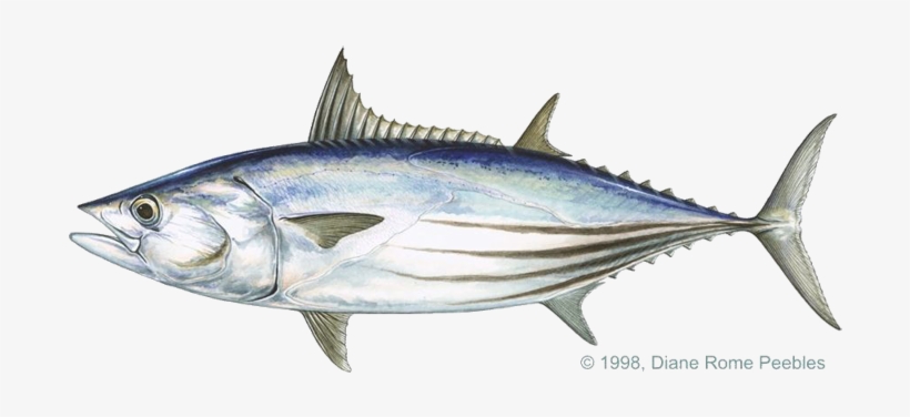 All-tackle World Records - Streamlined Body Of A Fish - 720x342 PNG ...