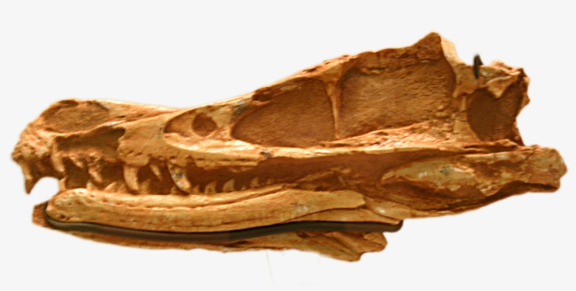 Gobi Desert Velociraptor Fossils - 1200x600 PNG Download - PNGkit