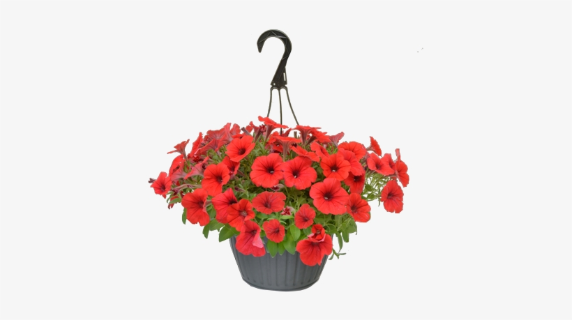 Spring Flowers Ahanging Flowers Png - Hanging Flower Basket Png ...