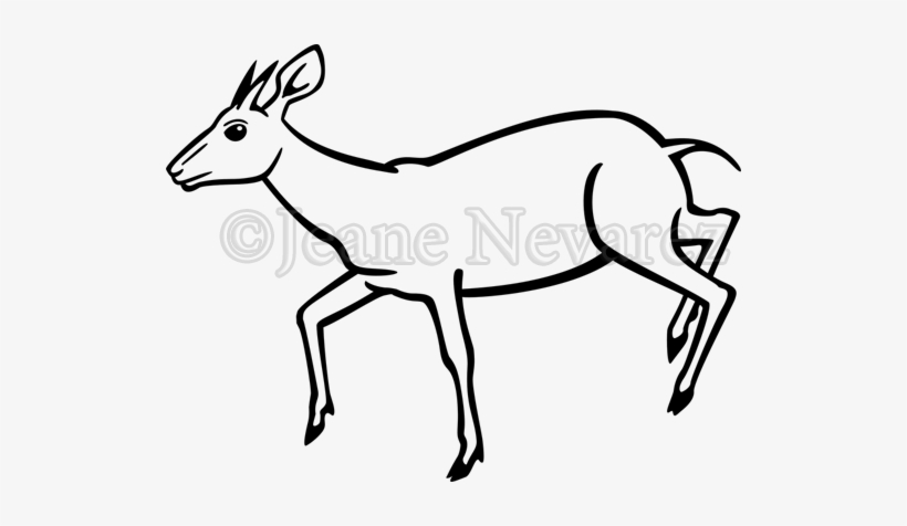 Art By Jeane Nevarez - Duiker Vector - 520x396 PNG Download - PNGkit