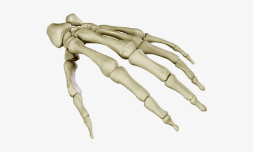 Bones Of The Hand - Skeleton Hand - 676x500 PNG Download - PNGkit