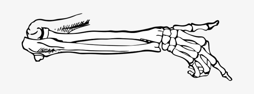 Bones, Skeleton, Point, Body, Vector - Skeleton Hand No Background ...