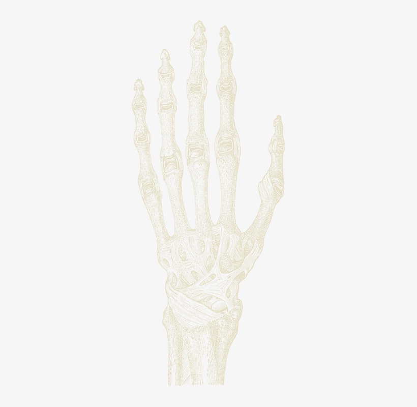Skeleton Hand - Bones Of Hand Anatomy 1857 German Illustration ...