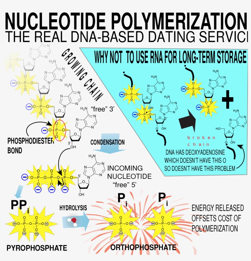 Open - Nucleic Acid - 2000x2000 PNG Download - PNGkit