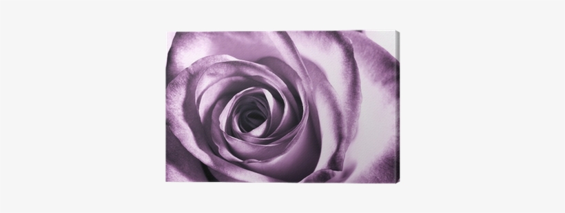 Obrazy Na Stenu Fialova Ruza - 400x400 PNG Download - PNGkit
