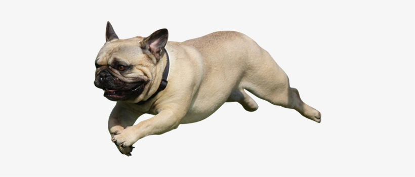 An Adorable Cutout Photo Of A Pug Leaping Through The - Pug Jumping ...