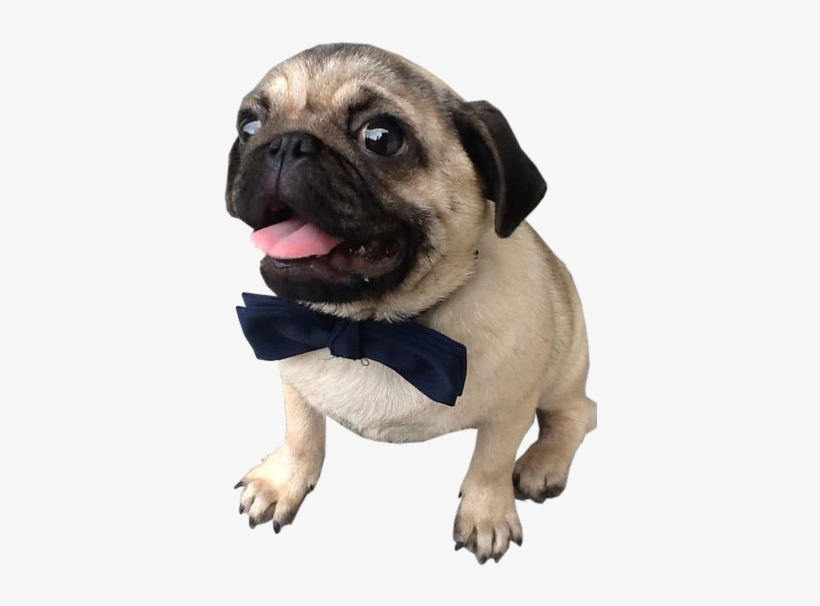 Download Transparent Transparent Pug - Pug Transparent - PNGkit