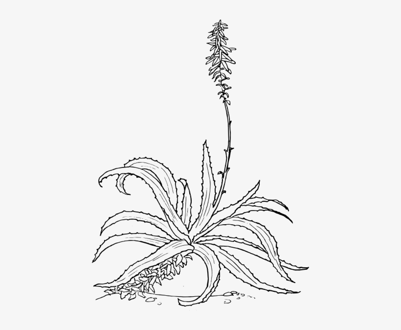 Aloe Drawing Simple - Aloe Clip Art - 444x594 PNG Download - PNGkit