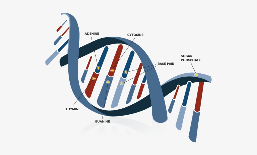 Download Transparent Diagram Of A Strand Of Dna - Helix Structure Of ...
