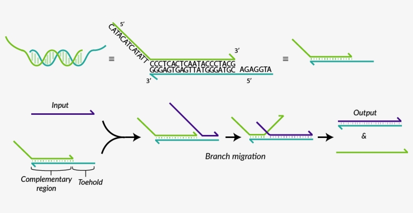 Tu Eindhoven Dna Strand Displacement - Strand Displacement Cascades ...