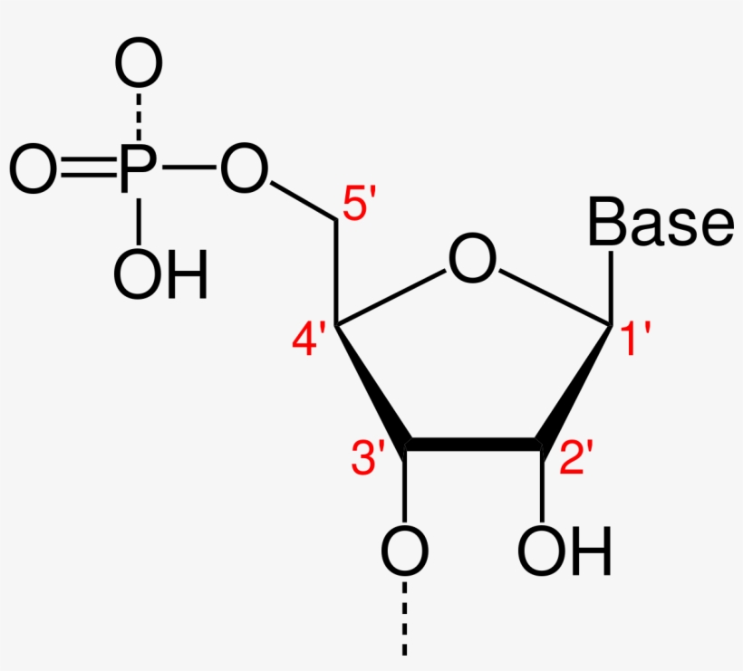 Deoxyribonucleotide