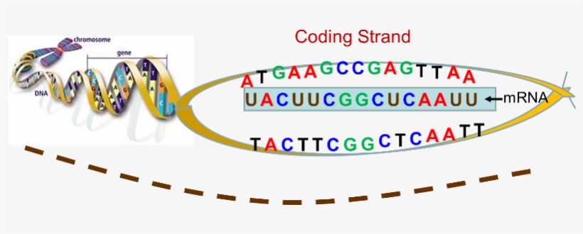 The Coding Strand Of Dna - Mrna Strand Transcription - 800x262 PNG ...