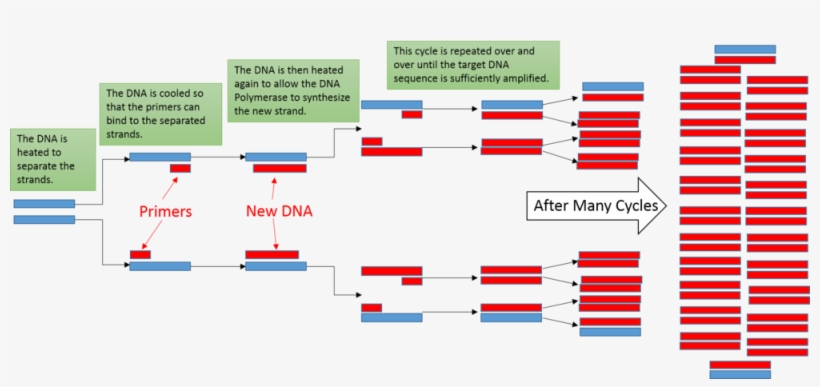 Download Transparent This Image Depicts The Amplification Of A Dna ...