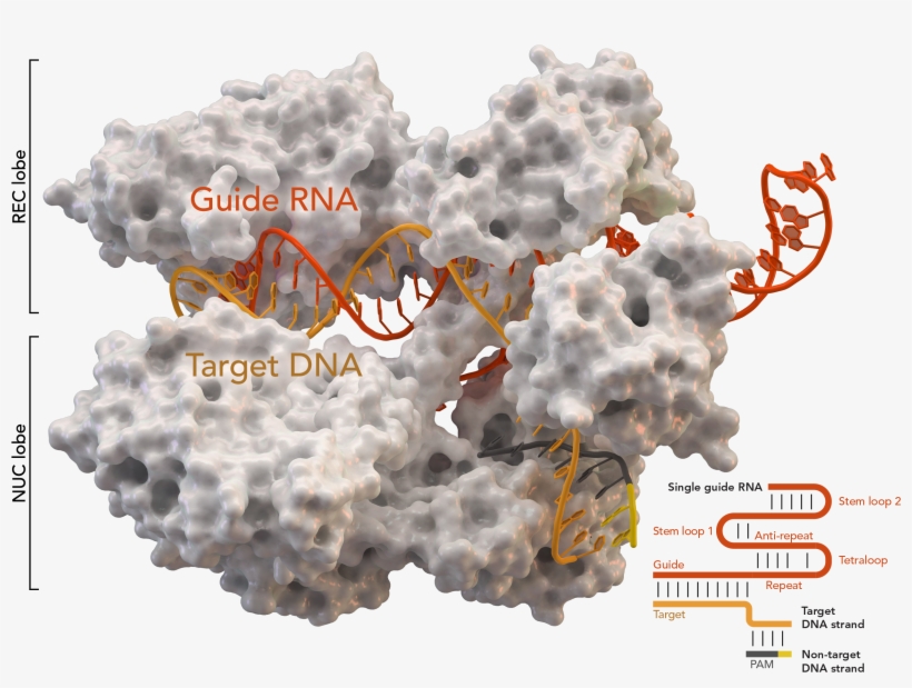 Download Transparent A Surface Model Of Cas9 Protein Bound To The Grna ...