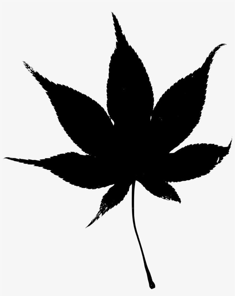 Big Image - Japanese Maple Leaf Png - 1738x2106 PNG Download - PNGkit