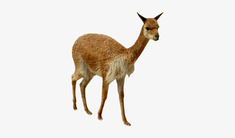 Llama Clipart Brown - Vicuña Png - 343x413 PNG Download - PNGkit