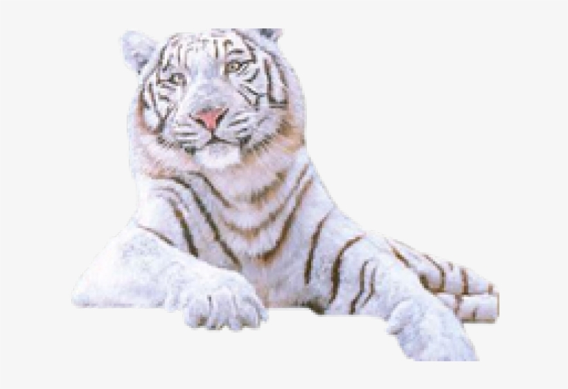 White Tiger Png Transparent Images - Gif - 640x480 PNG Download - PNGkit