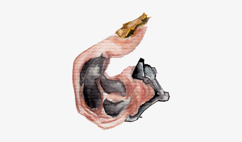 Into Watercolour Painting In Alphabetical Order, And - Illustration ...