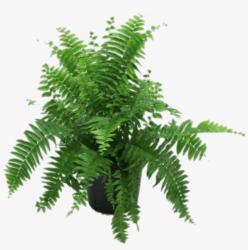 Download Transparent Nature - Ferns In Pot - PNGkit
